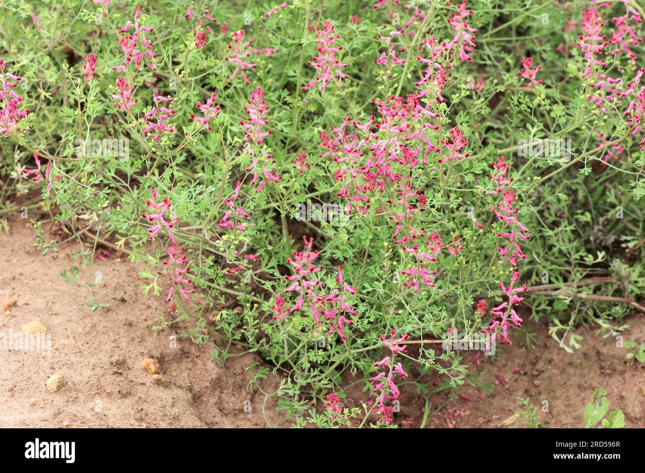 Common fumitory (Fumaria officinalis), North Rhine-Westphalia, common ...