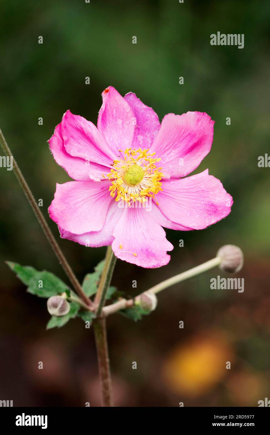 Japanese Autumn Anemone 'Rose Bowl' (Anemone japonica hybride ...