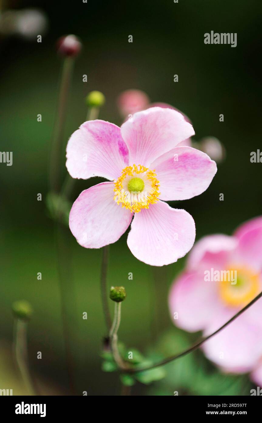 Japanese chinese anemone 'Hadspen Abudance', Japanese Anemone (Anemone ...