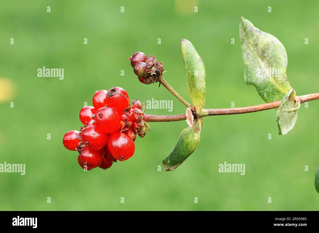 Italian Honeysuckle, berries, North Rhine-Westphalia, Germany ...