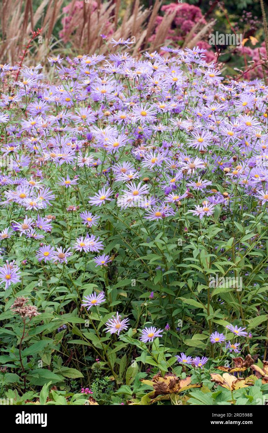 Aster monch garden hi-res stock photography and images - Alamy