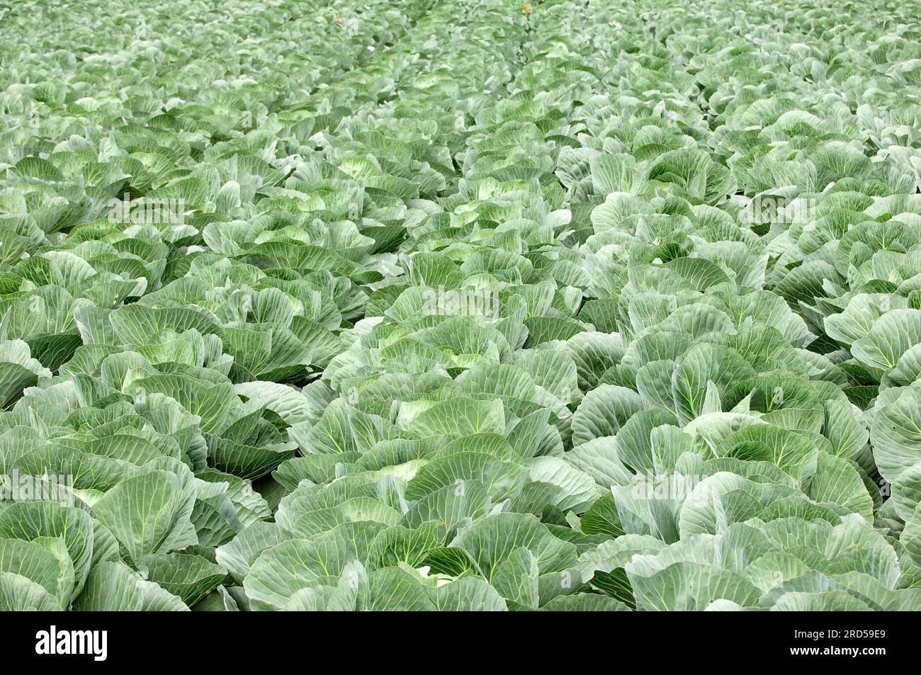 Field of White Cabbage (Brassica oleracea convar. capitata f. alba ...