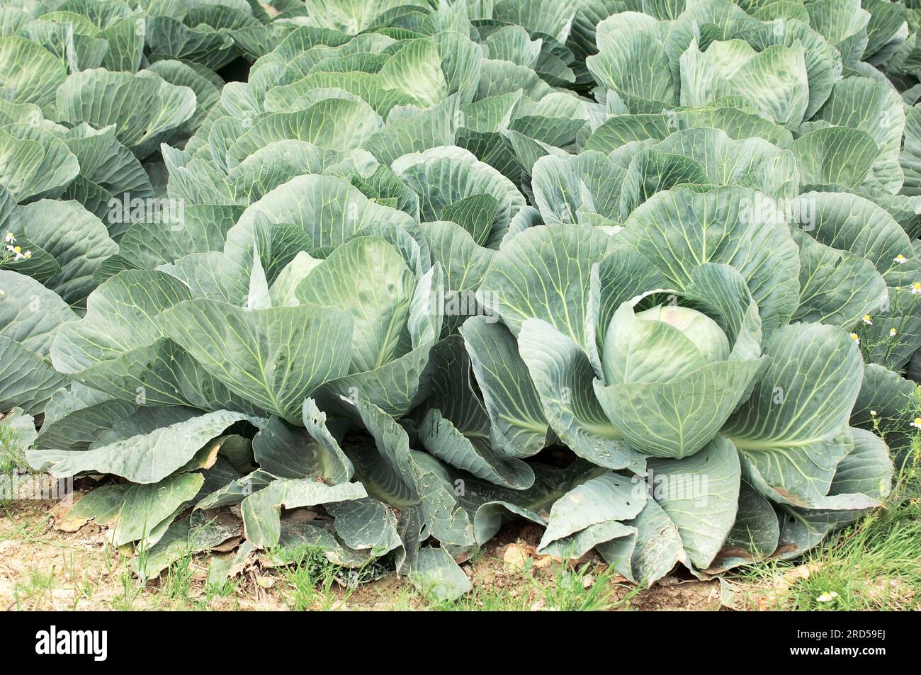 Brassica oleracea convar capitata f alba hi-res stock photography and ...
