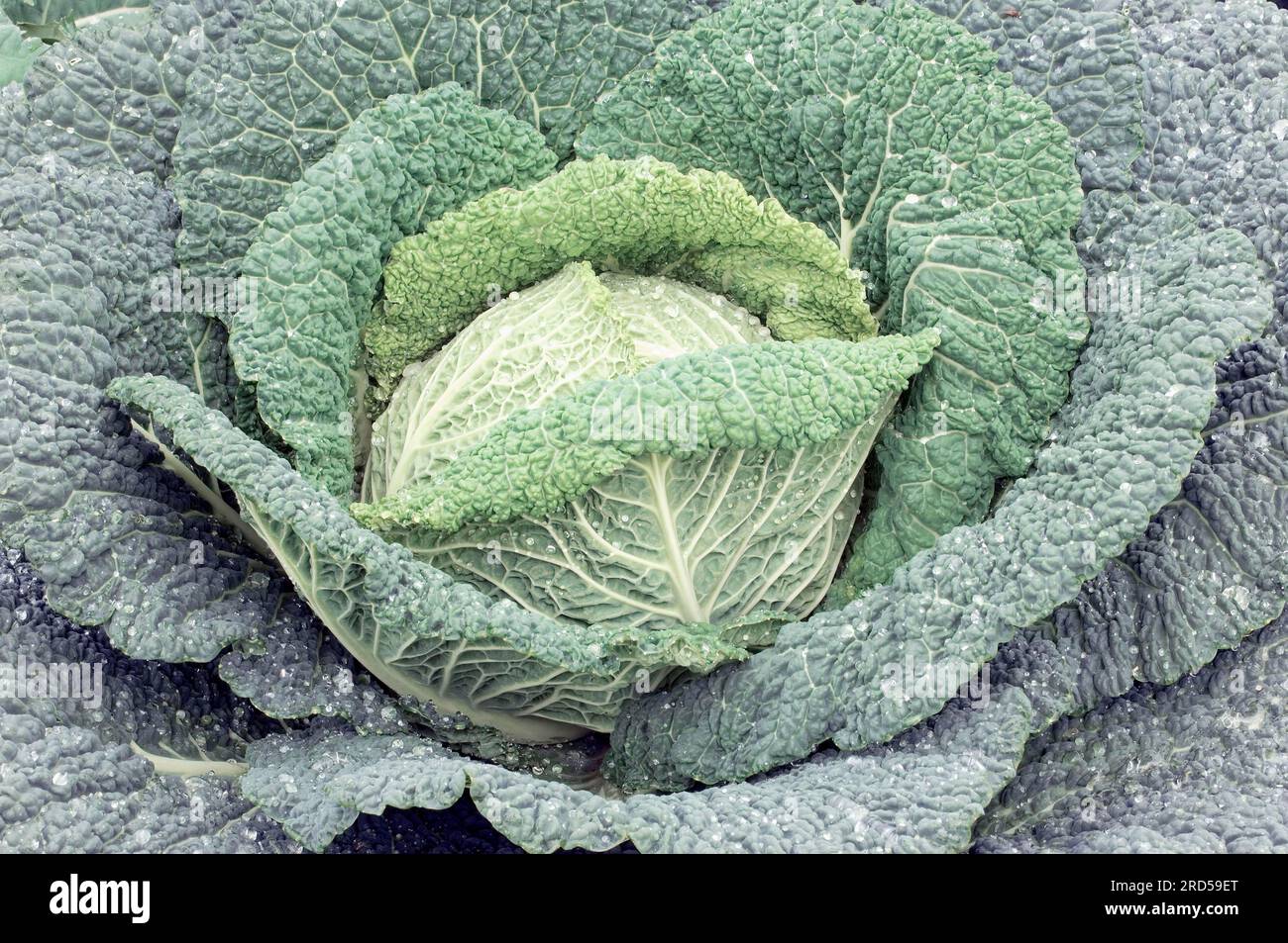 Vegetable cabbage (Brassica oleracea var. sabauda), Savoy cabbage ...