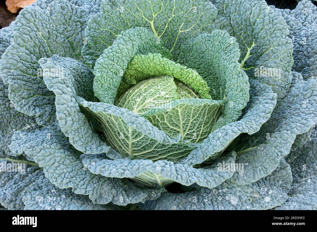 Vegetable cabbage (Brassica oleracea var. sabauda), Savoy cabbage ...