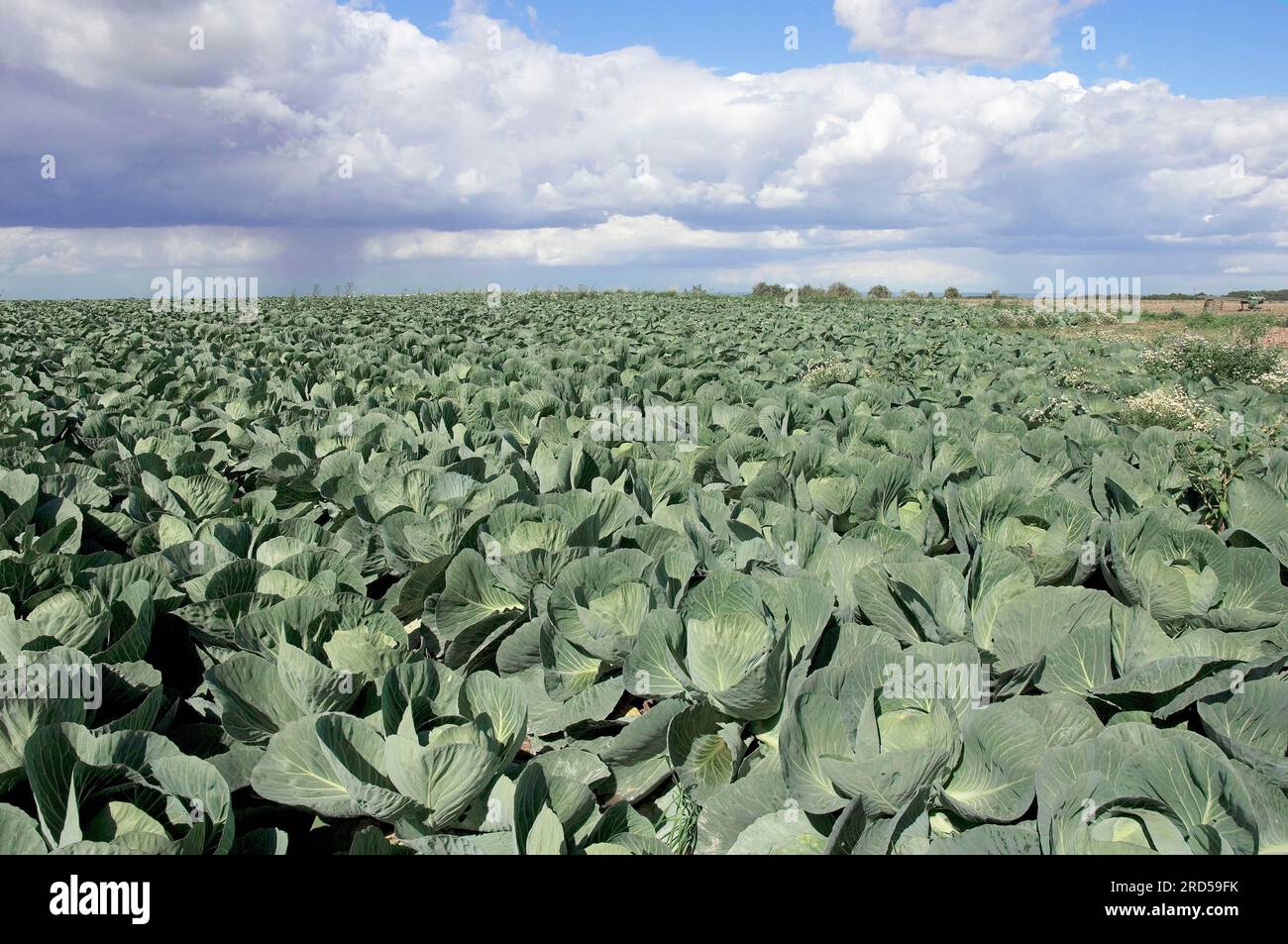 Field of White Cabbage (Brassica oleracea convar. capitata f. alba ...
