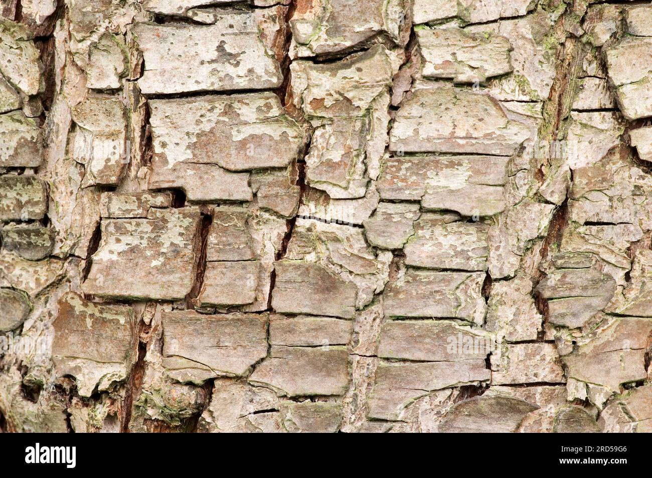 Pear Tree (Pyrus communis) bark Stock Photo - Alamy