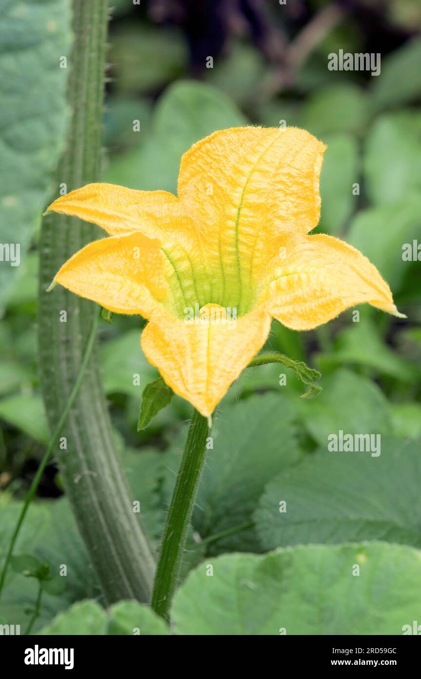 Cucurbita pepo flower hi-res stock photography and images - Alamy