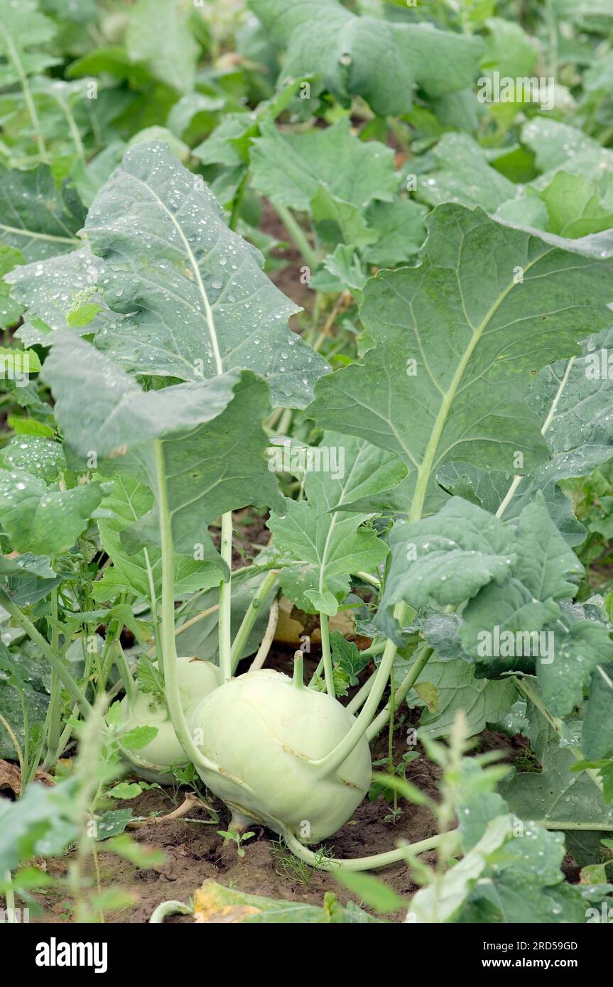 Kohlrabi plant hi-res stock photography and images - Alamy