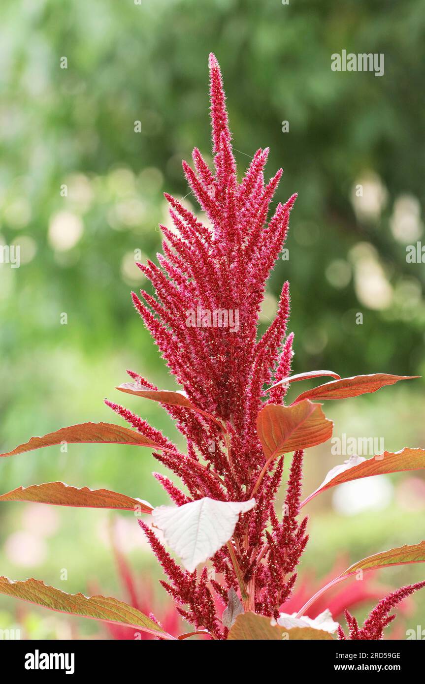 Foxtail amaranth (Amaranthus caudatus), true foxtail, Inca wheat Stock ...