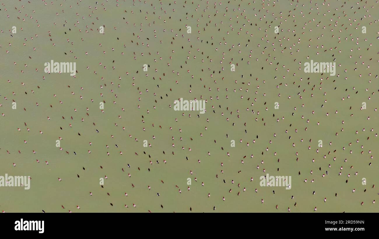 Aerial view group swimming hi-res stock photography and images - Alamy