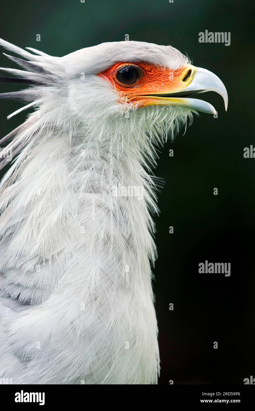 Secretary bird (Sagittarius serpentarius), lateral, profile Stock Photo ...