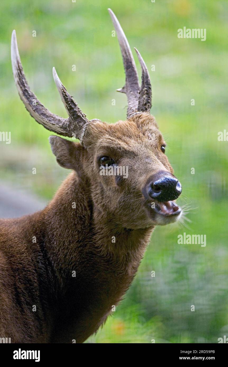Visayan spotted deer (Cervus alfredi), male Stock Photo - Alamy