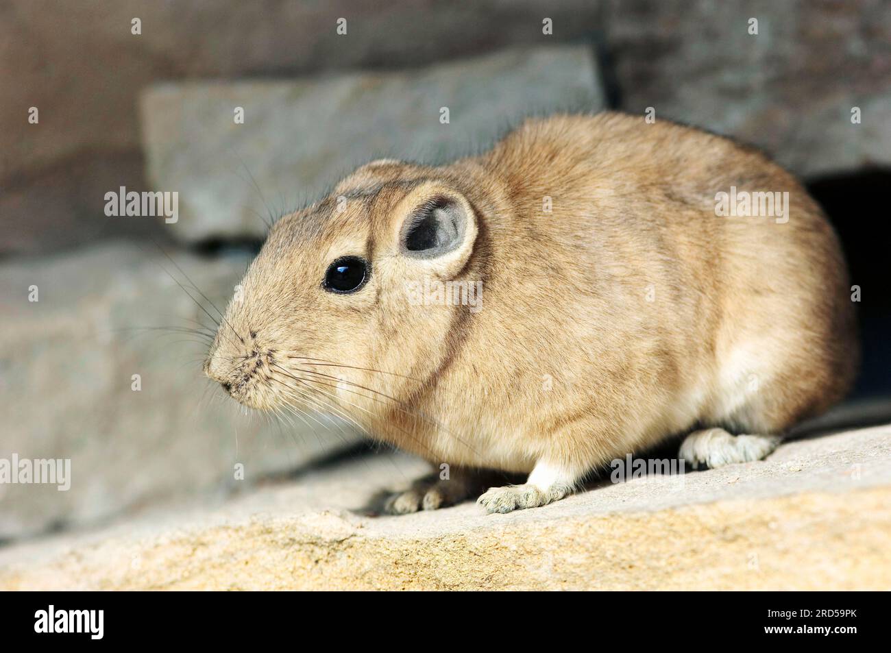 North African Gundi (Ctenodactylus gundi Stock Photo - Alamy