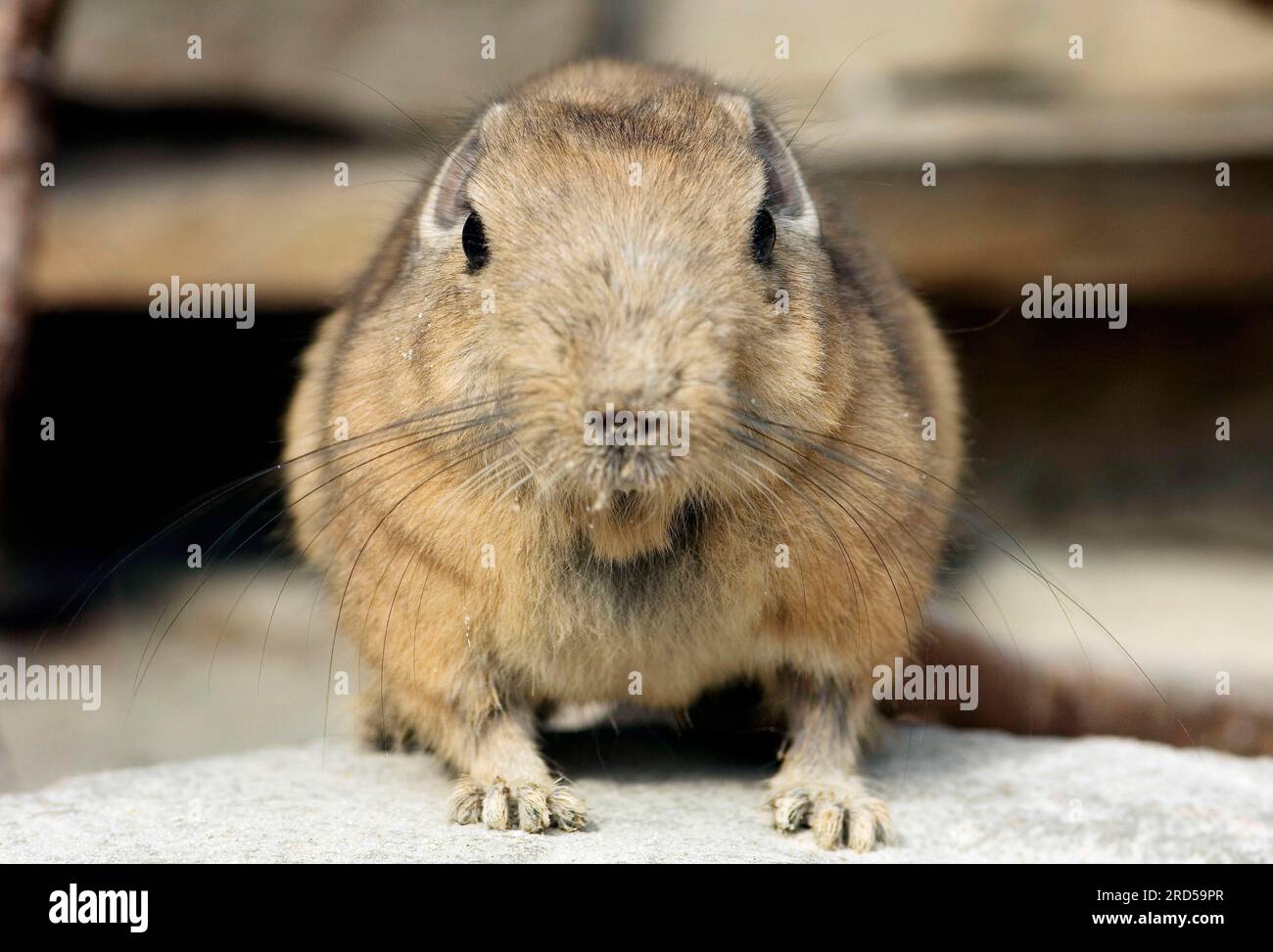 African rodent hi-res stock photography and images - Alamy