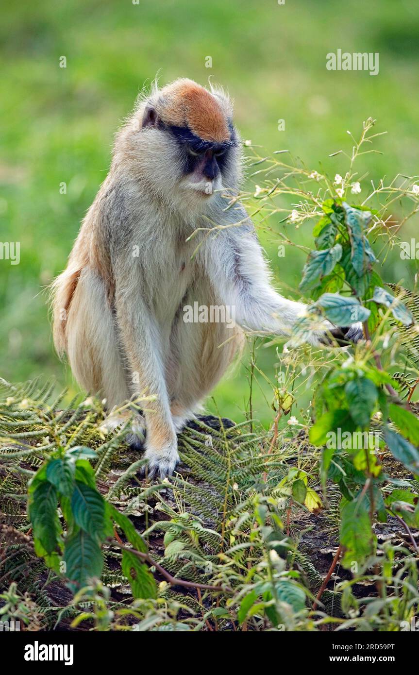 Patas monkey (Erythrocebus patas Stock Photo - Alamy