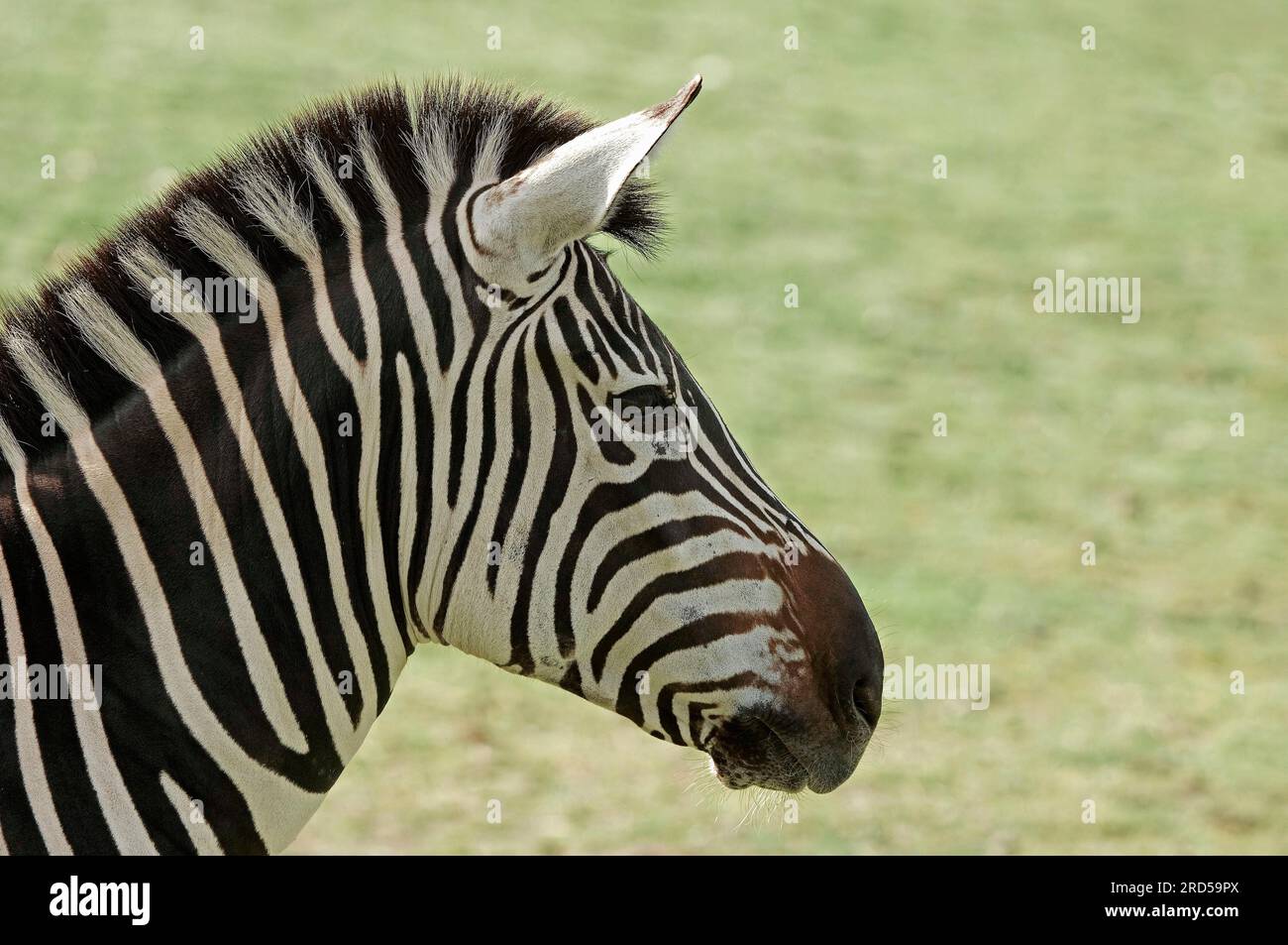 Boehm's zebra, Boehm's zebra (Equus quagga boehmi), steppe zebra, grant ...