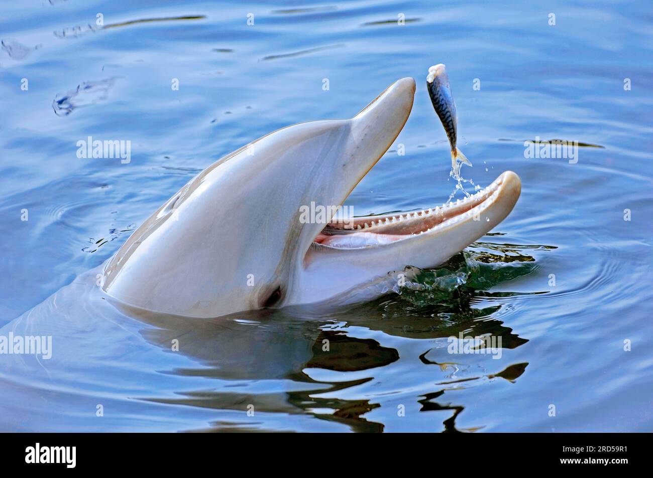 Bottlenose dolphin (Tursiops truncatus) with fish Stock Photo - Alamy