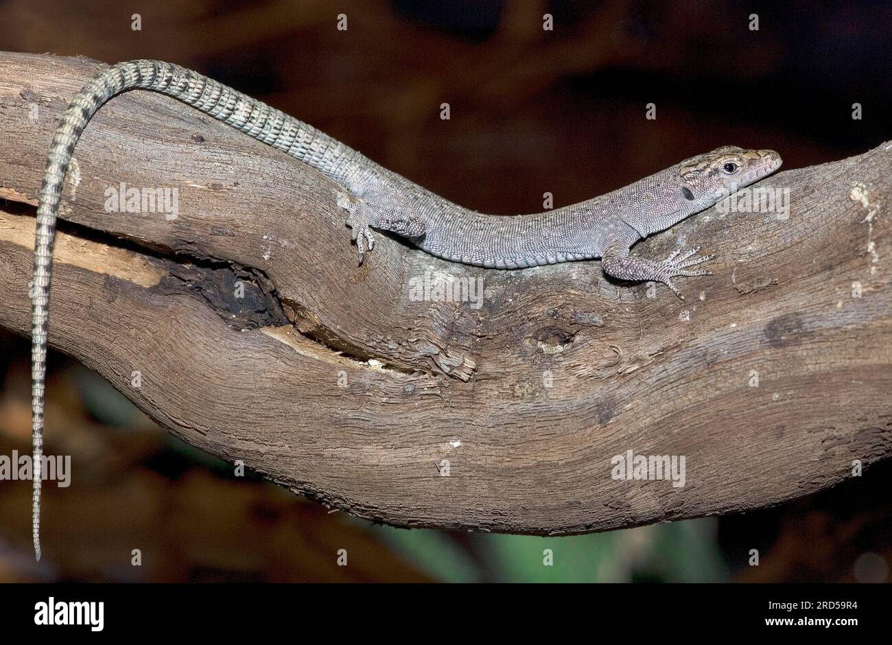 Sharp-headed lizard (Lacerta oxycephala Stock Photo - Alamy
