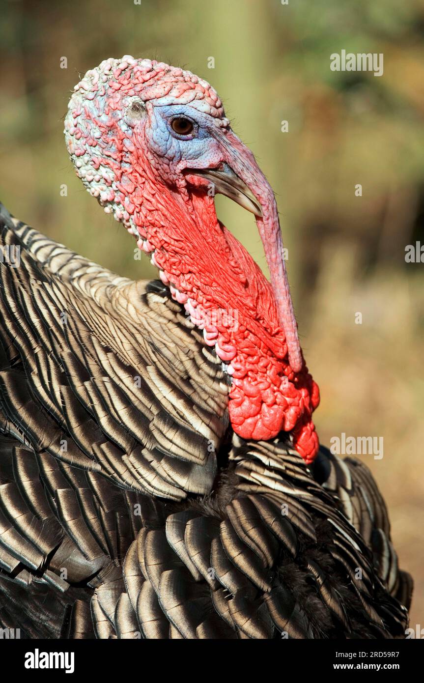 Wild Turkey (Meleagris gallopavo), male, side Stock Photo - Alamy