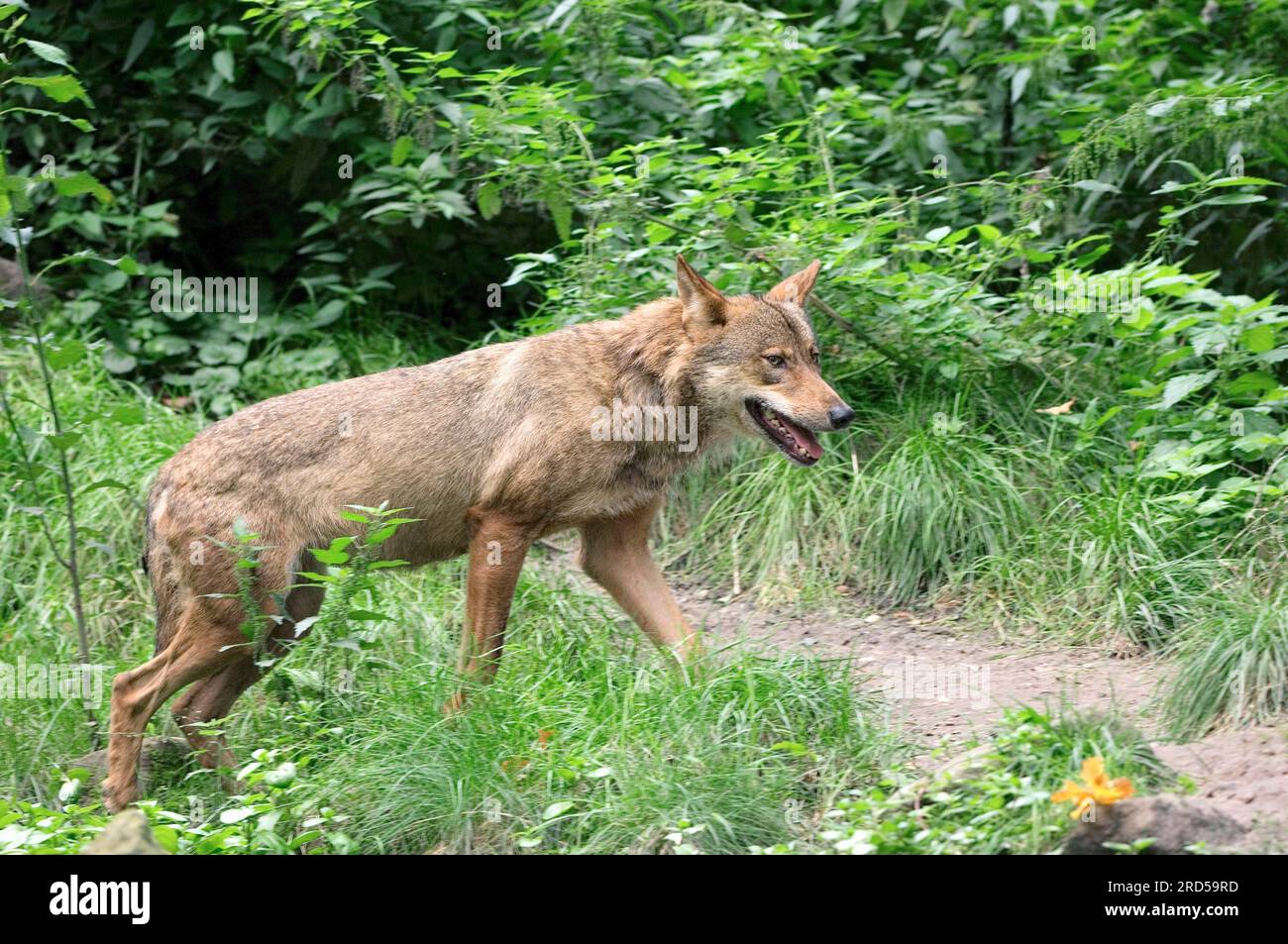 IBERIAN WOLF (canis lupus signatus Stock Photo - Alamy