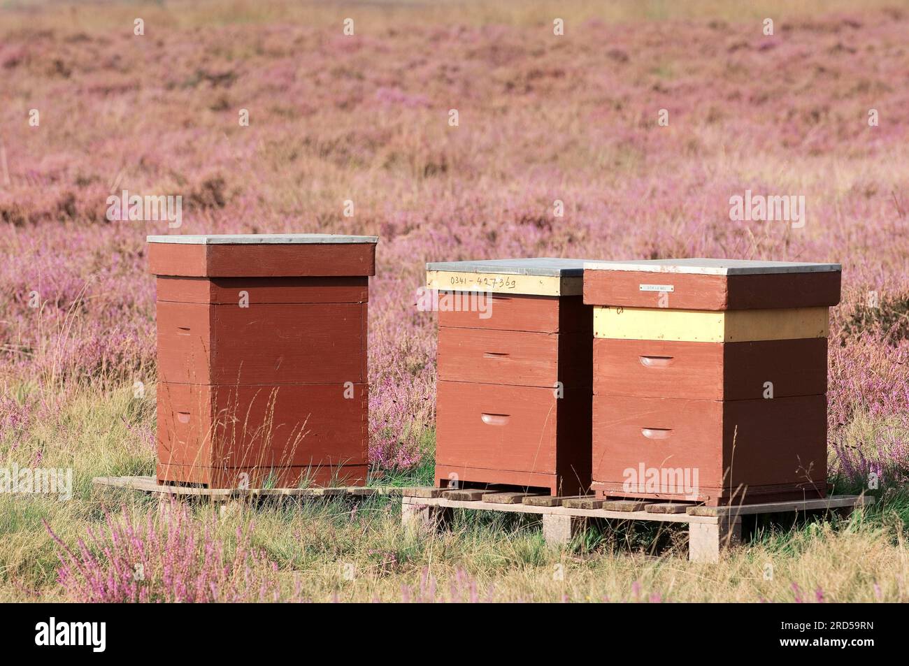 Beehives in flowering heath landscape, beehive, hives, beekeeping ...