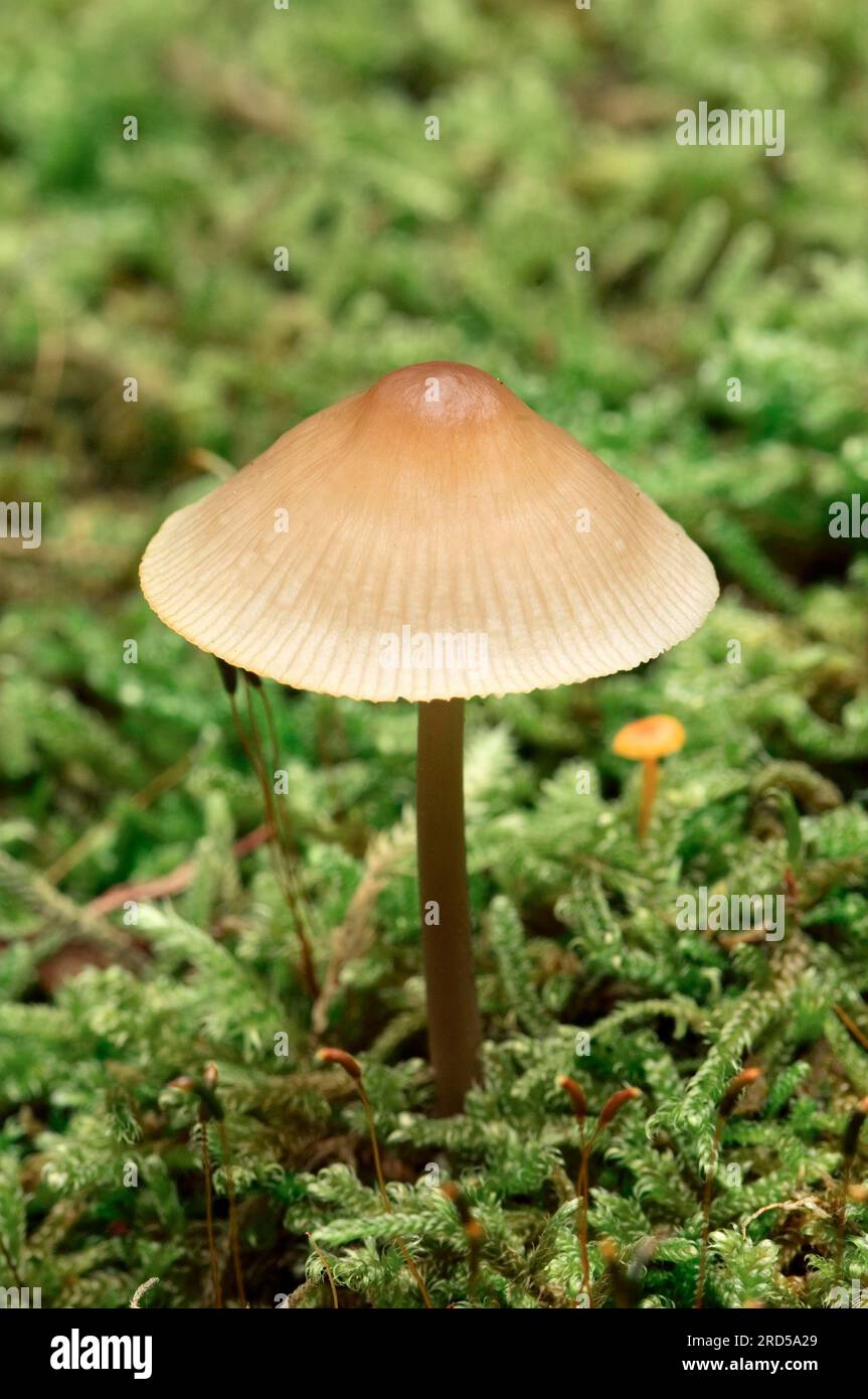 Bleeding bleeding fairy helmet (Mycena haematopus), Netherlands Stock ...