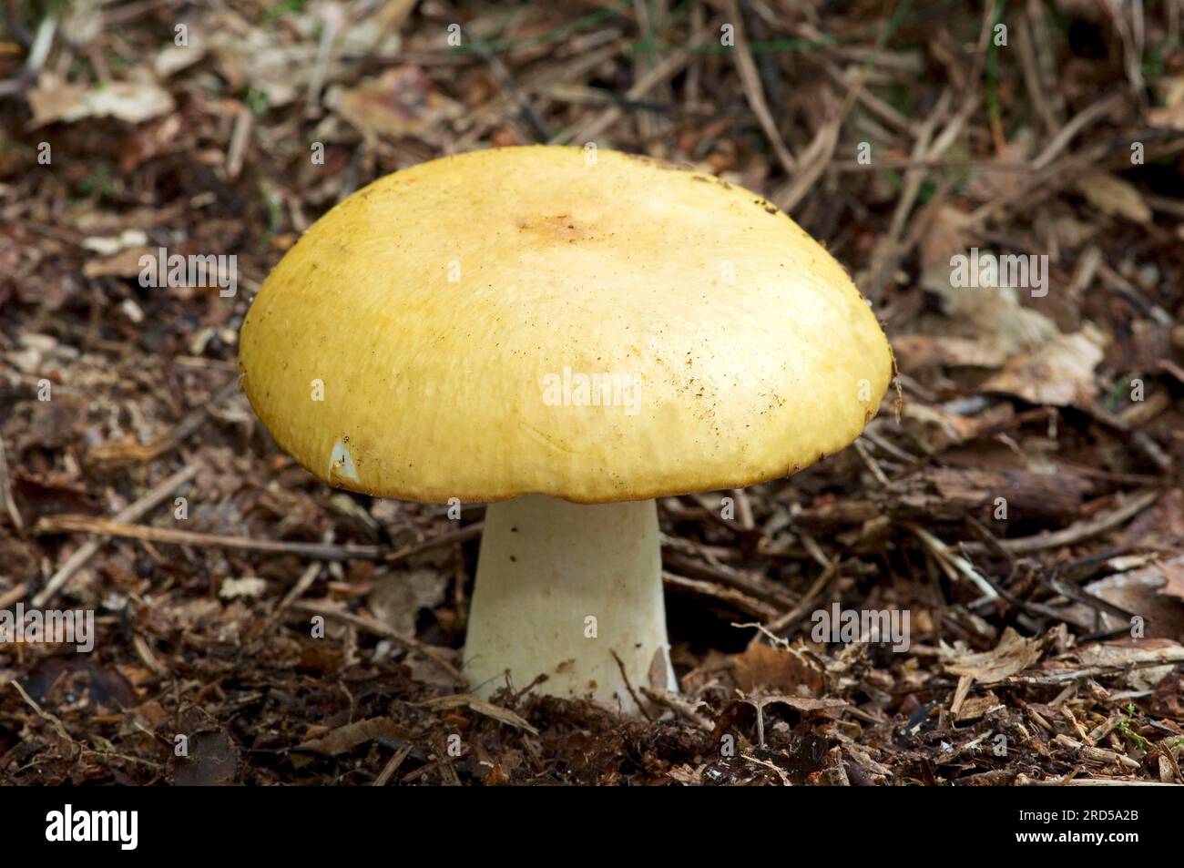 Common Yellow Russula, Netherlands (Russula ochroleuca), Ochre ...