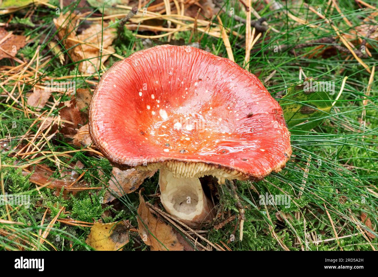 The Sickener (Russula emetica), Netherlands, Pungent Russula, Emetic ...
