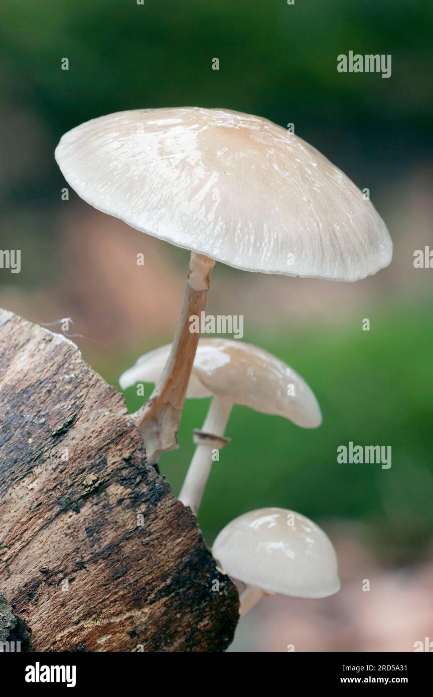 Porcelain fungus (Oudemansiella mucida), Netherlands Stock Photo - Alamy