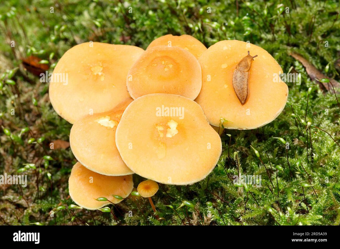 Brown-banded arion (Arion circumscriptus) on green-leaved sulphur head ...