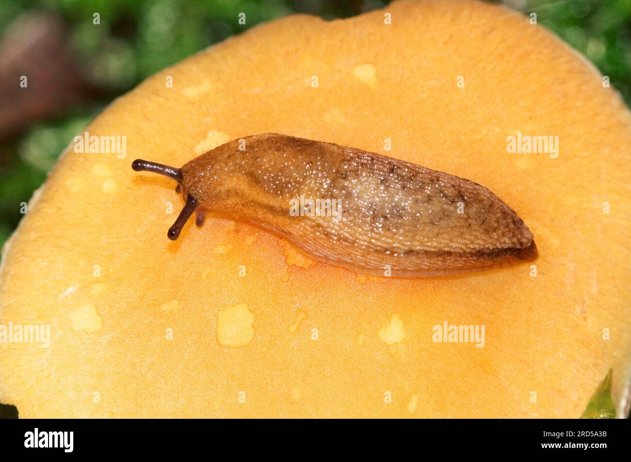 Brown-banded arion (Arion circumscriptus) on green-leaved sulphur head ...
