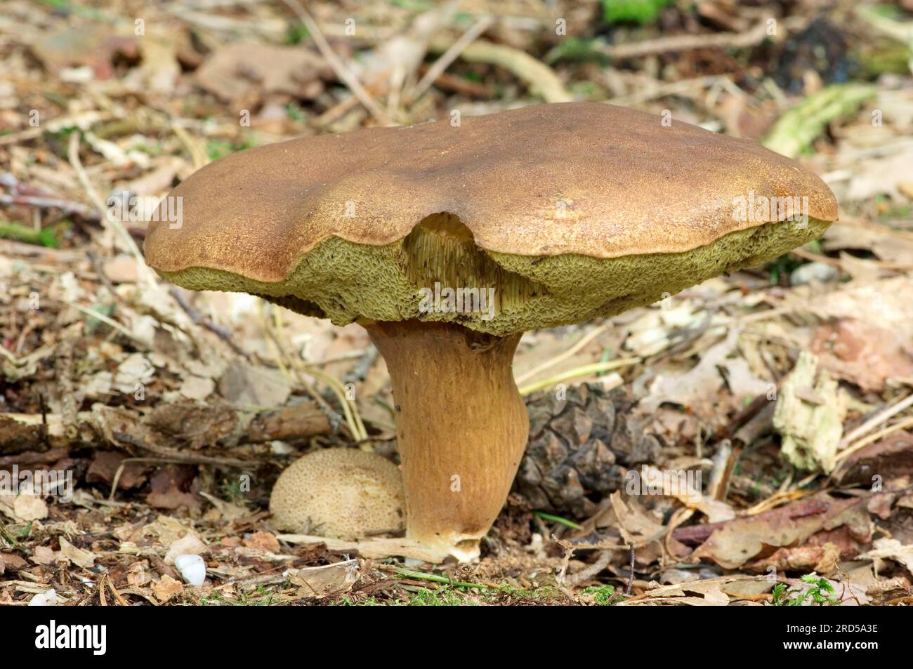 Pine Boletus (Boletus pinophilus), Netherlands Stock Photo - Alamy