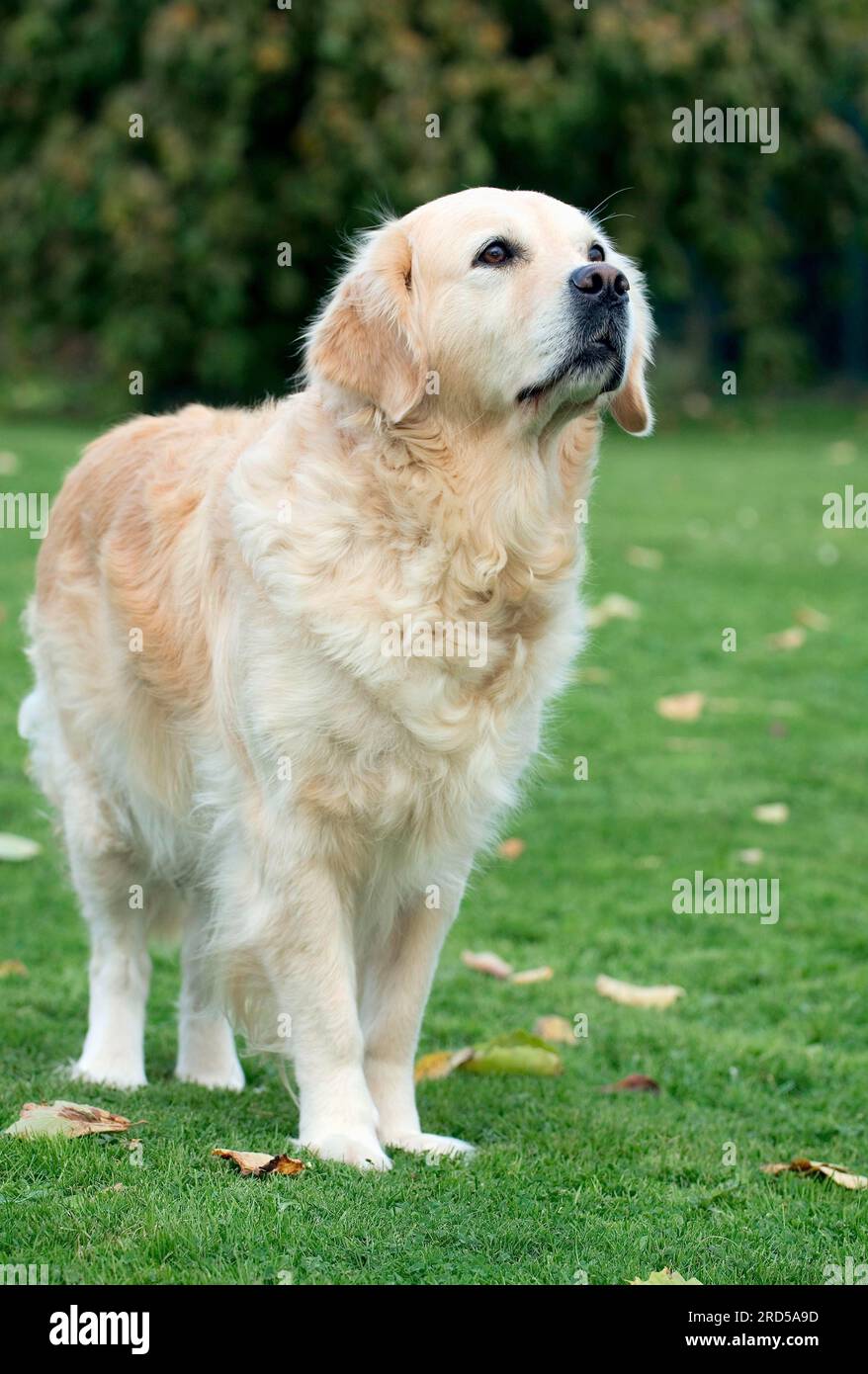 Golden retriever photography hi-res stock photography and images - Alamy
