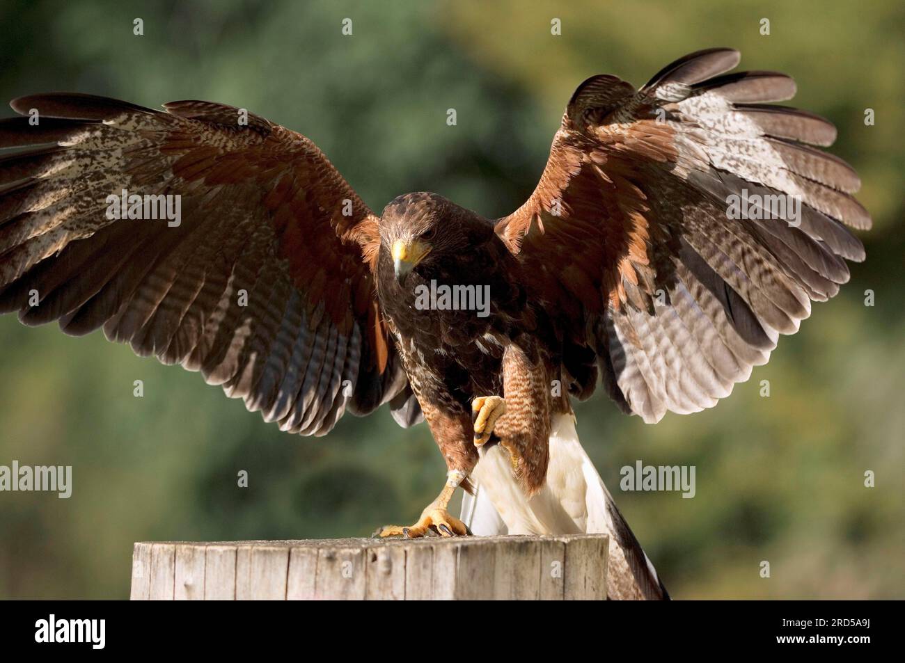 Harris' Hawk, harris's hawk, Bay-winged Hawk (Parabuteo unicinctus ...