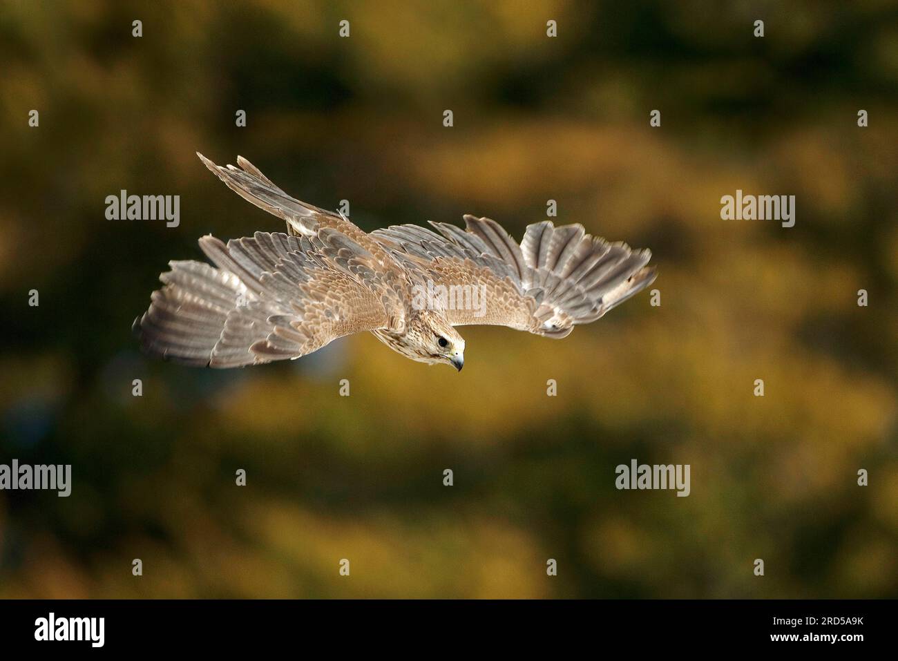 Laggar Falcon (Falco jugger Stock Photo - Alamy