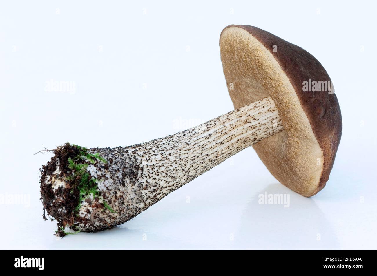 Brown birch bolete (Leccinum scabrum) (Boletus scaber Stock Photo - Alamy