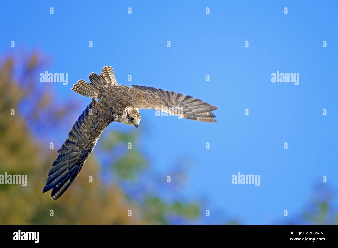 Laggar Falcon (Falco jugger Stock Photo - Alamy