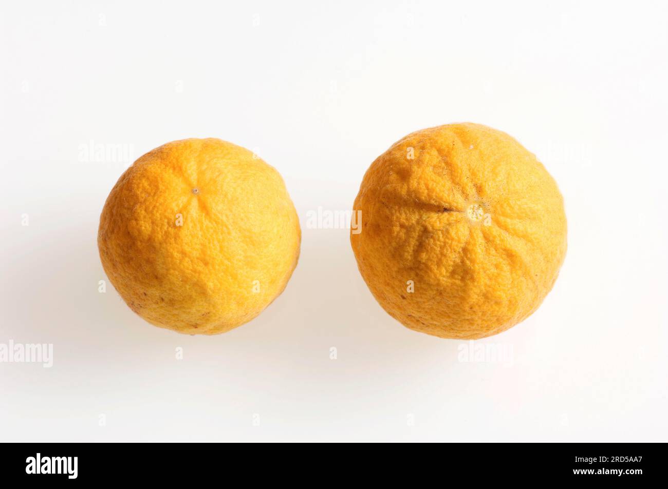 Trifoliate orange (Poncirus trifoliata), fruit, bitter orange Stock ...