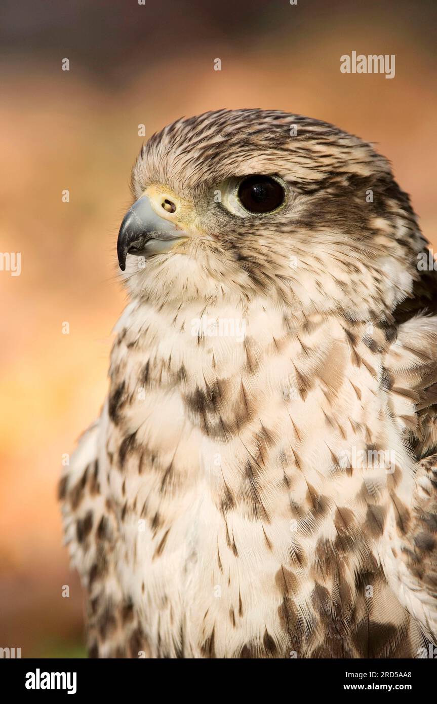 Saker falcon (Falco cherrug Stock Photo - Alamy