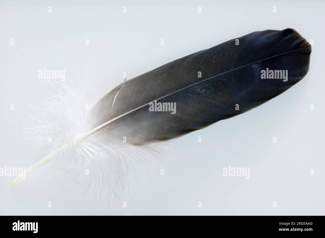 Bald eagle feather hi-res stock photography and images - Alamy