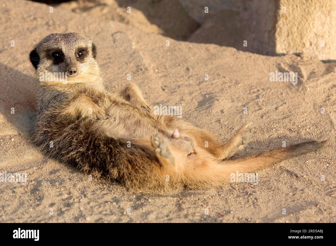 Adult male meerkat hi-res stock photography and images - Alamy
