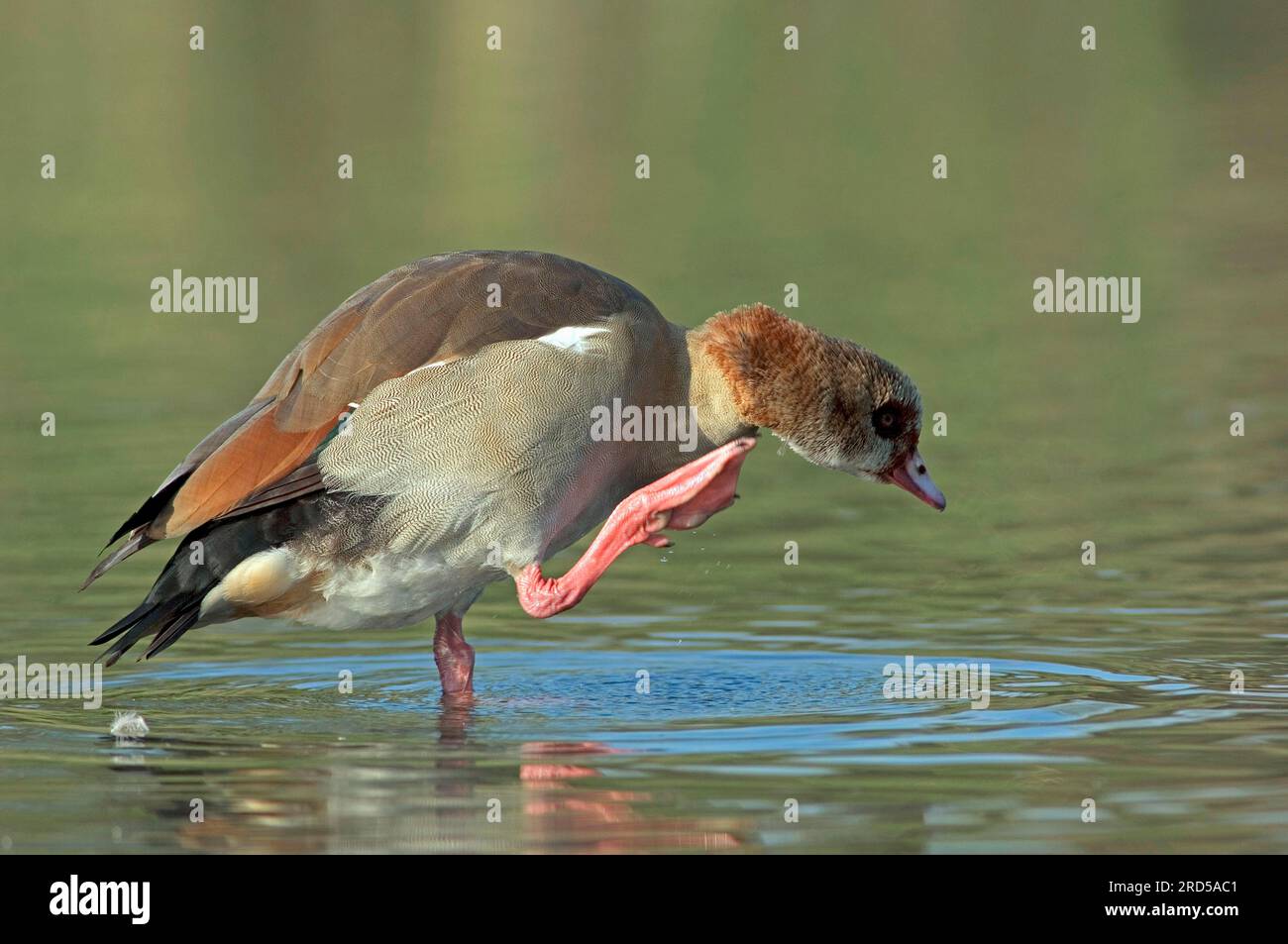 Egyptian egyptian goose hi-res stock photography and images - Alamy