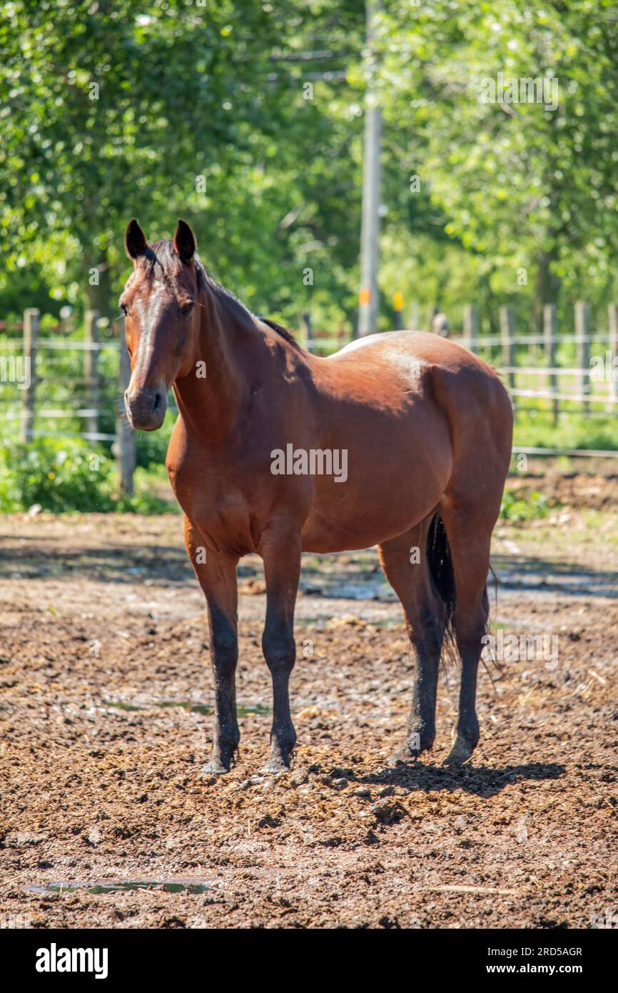 Horse vector graphic hi-res stock photography and images - Alamy