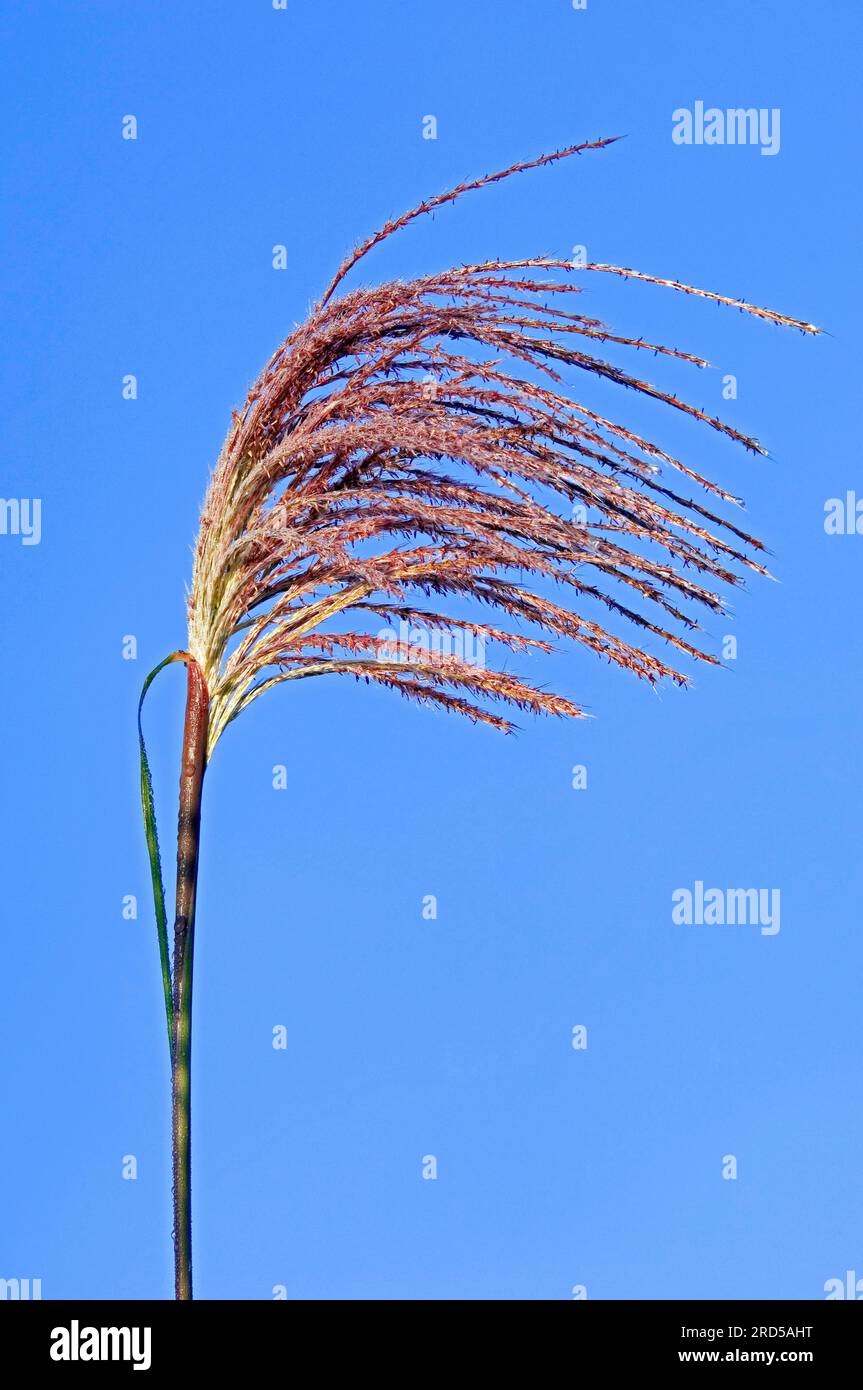 Japanese silver grass (Miscanthus sinensis), maiden grass Stock Photo ...