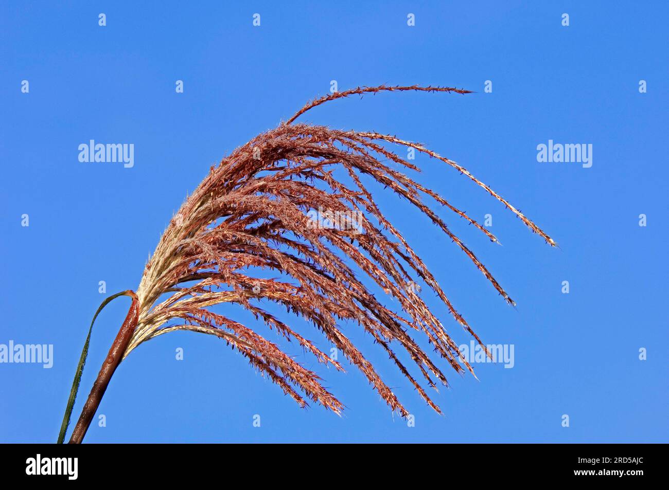 Japanese silver grass (Miscanthus sinensis), maiden grass Stock Photo ...