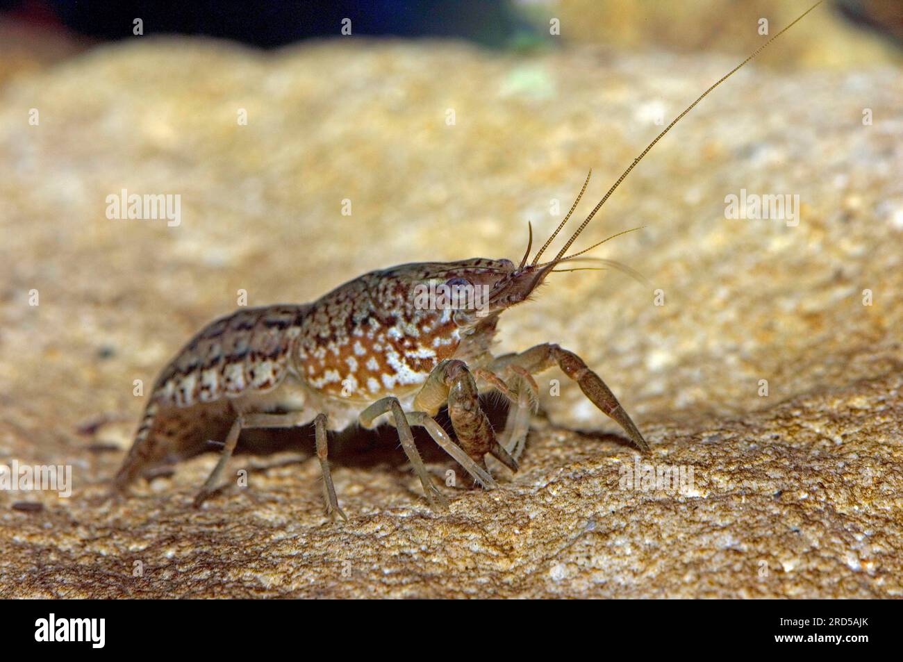 Marbled crayfish (Procambarus Stock Photo - Alamy