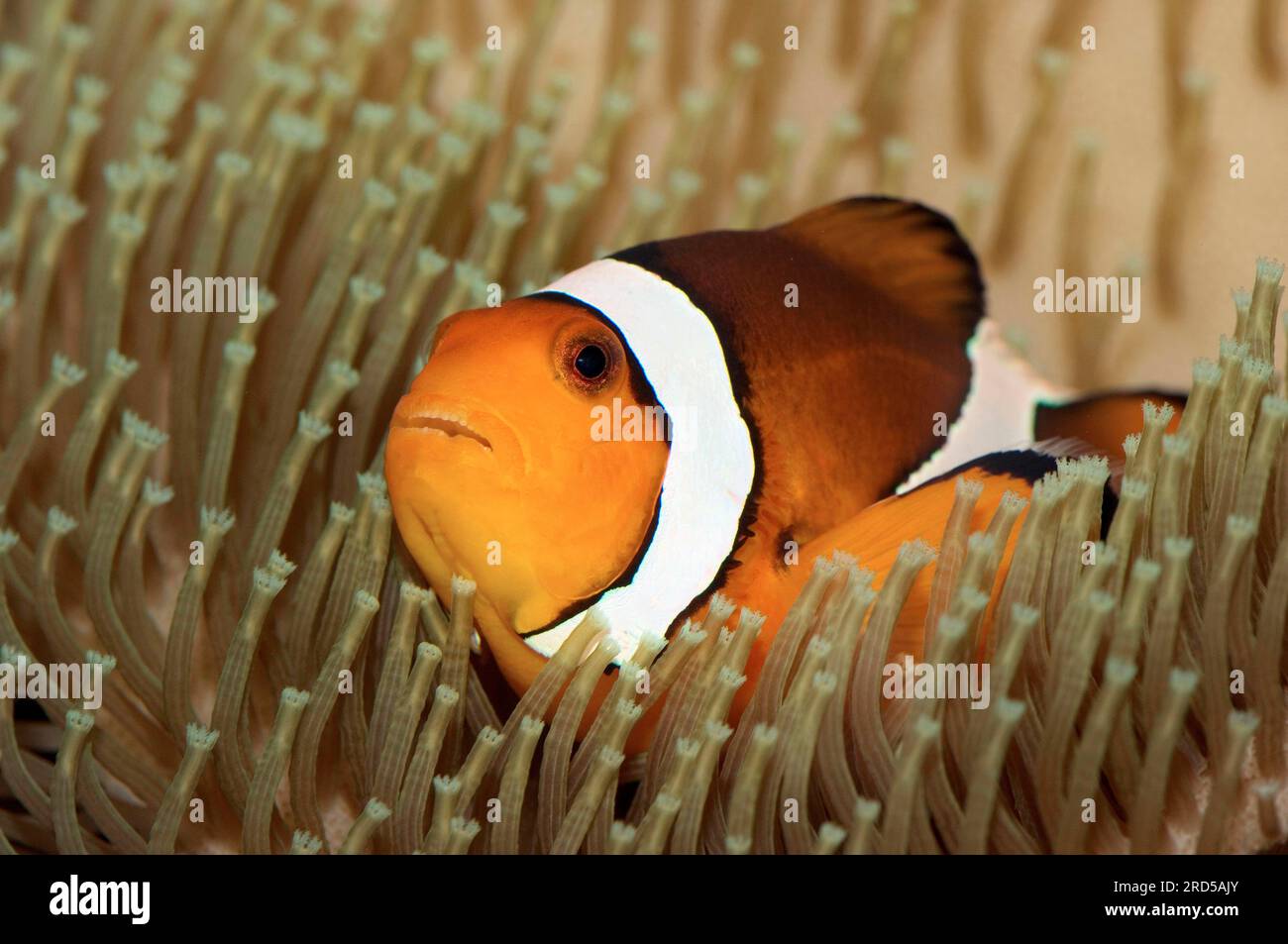 Clownfish, False Clown, Western Anemonefish (Amphiprion ocellaris ...