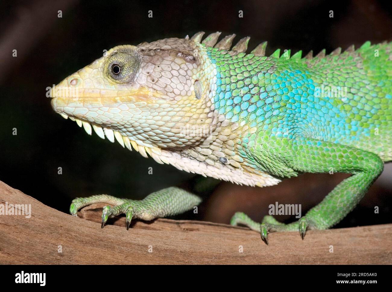 Peruvian Monkey Lizard (Polychrus peruvianus), Bush Anole, side Stock ...
