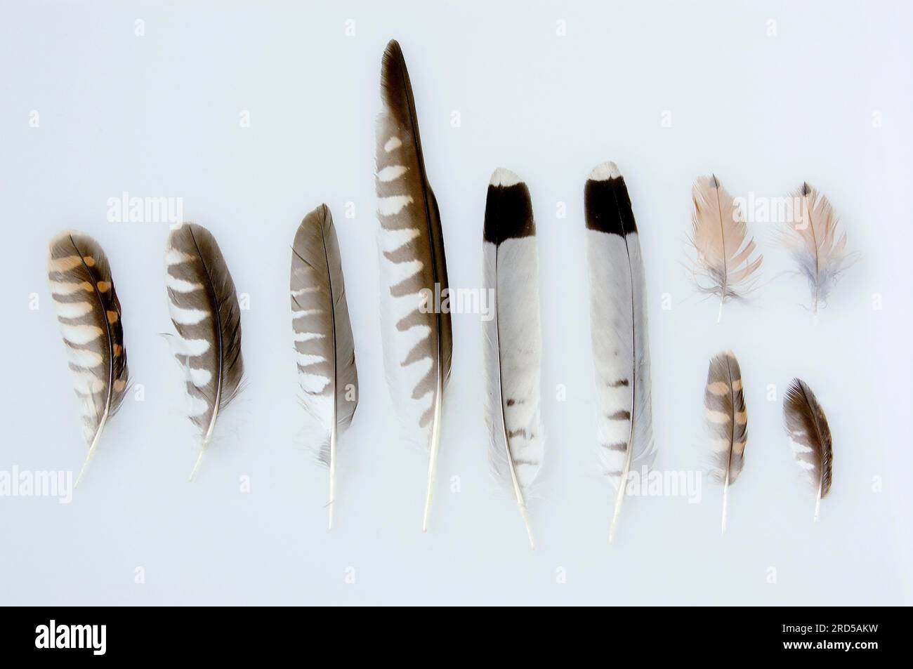 Common kestrel (Falco tinnunculus), feathers Stock Photo - Alamy